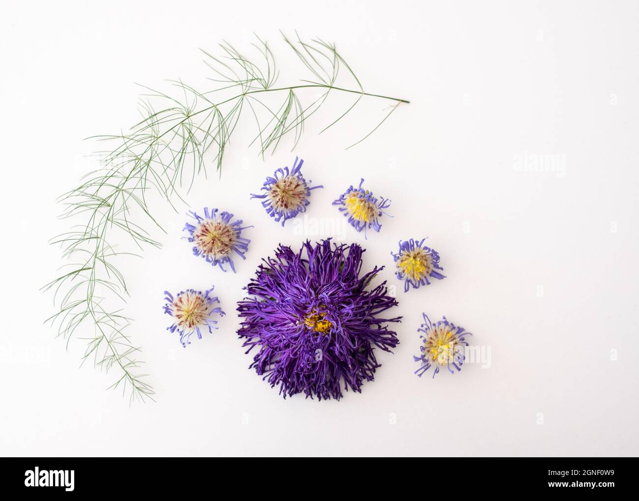 Dried purple aster flowers and asparaus leaf, laid out in a pattern on ...