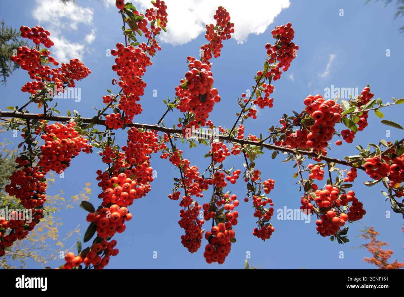 Rowan hedge hi-res stock photography and images - Alamy