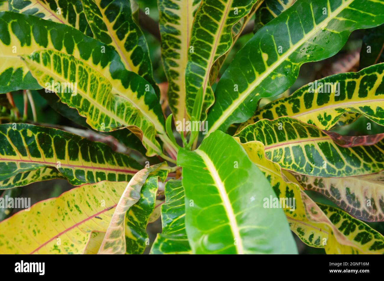 Green and yellow Crotons or codiaeum verieagatum flower's leaves in ...