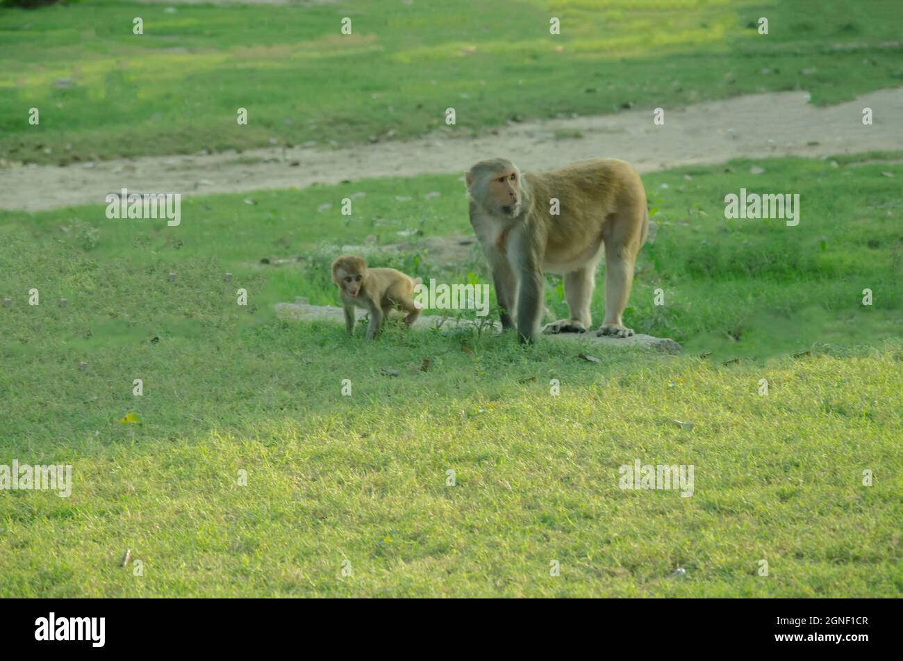 Little monkey with big monkey hi-res stock photography and images - Alamy