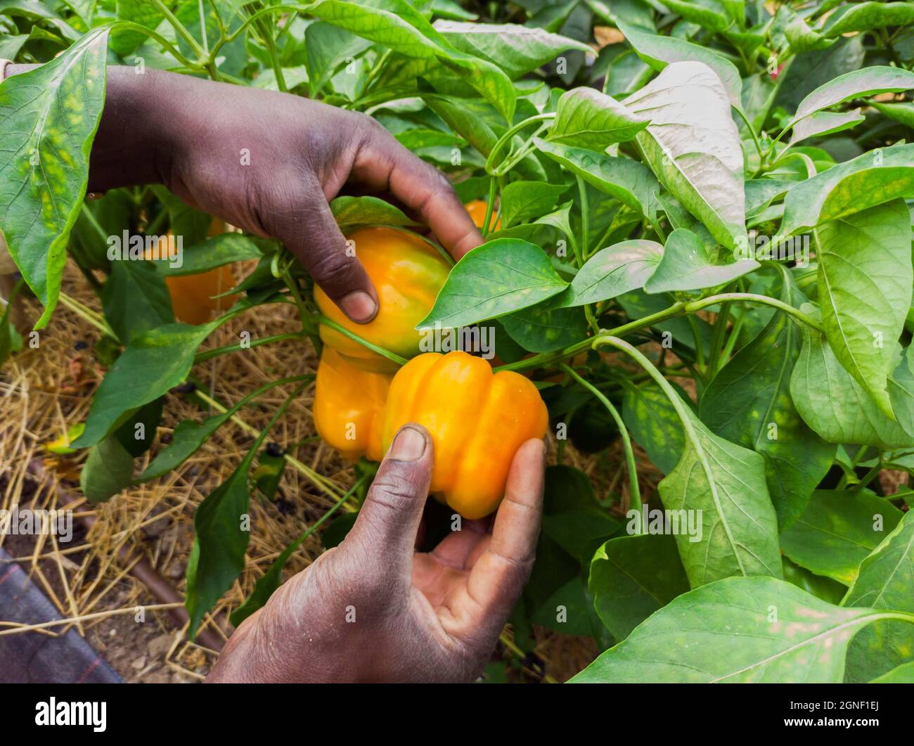 African pepper hi-res stock photography and images - Alamy