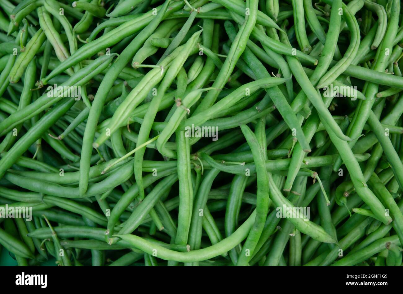 Fresh green beens vegetable in large quantity. Also uses for texture or ...