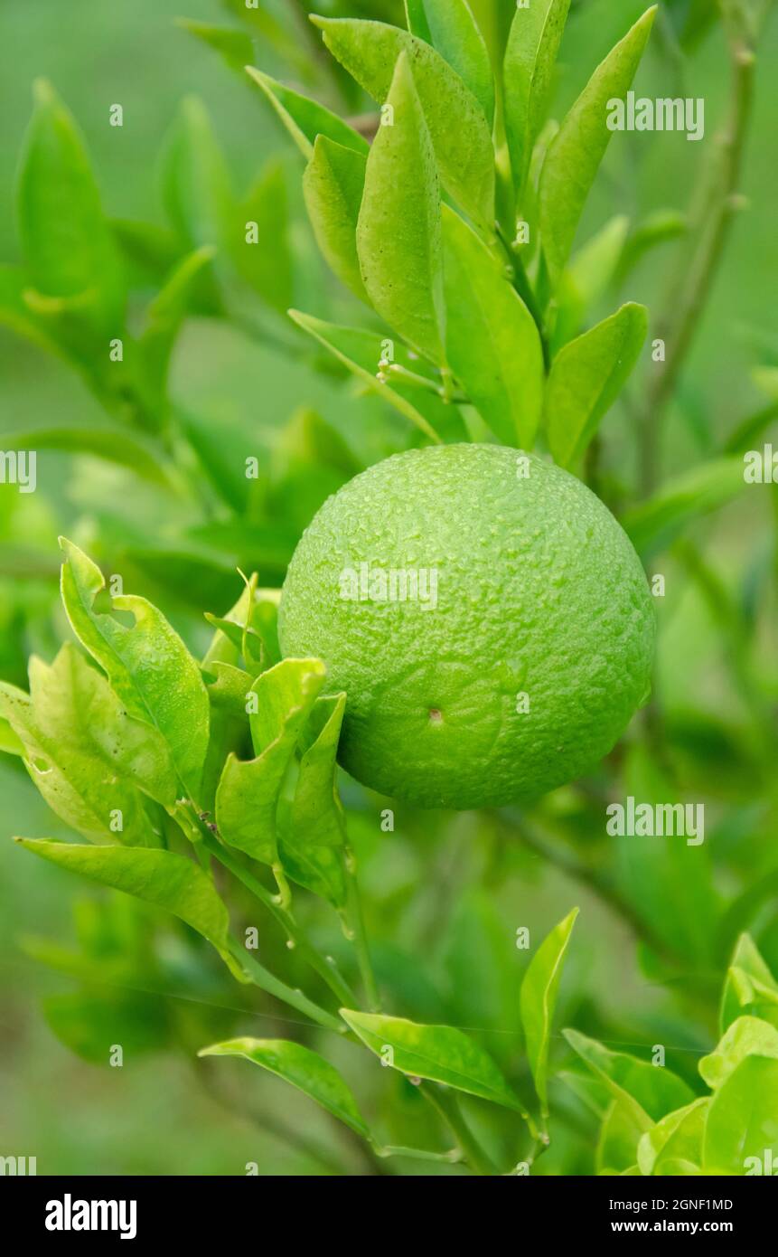 Green Mosambi or sweet lime with green leaves in the garden with blur ...