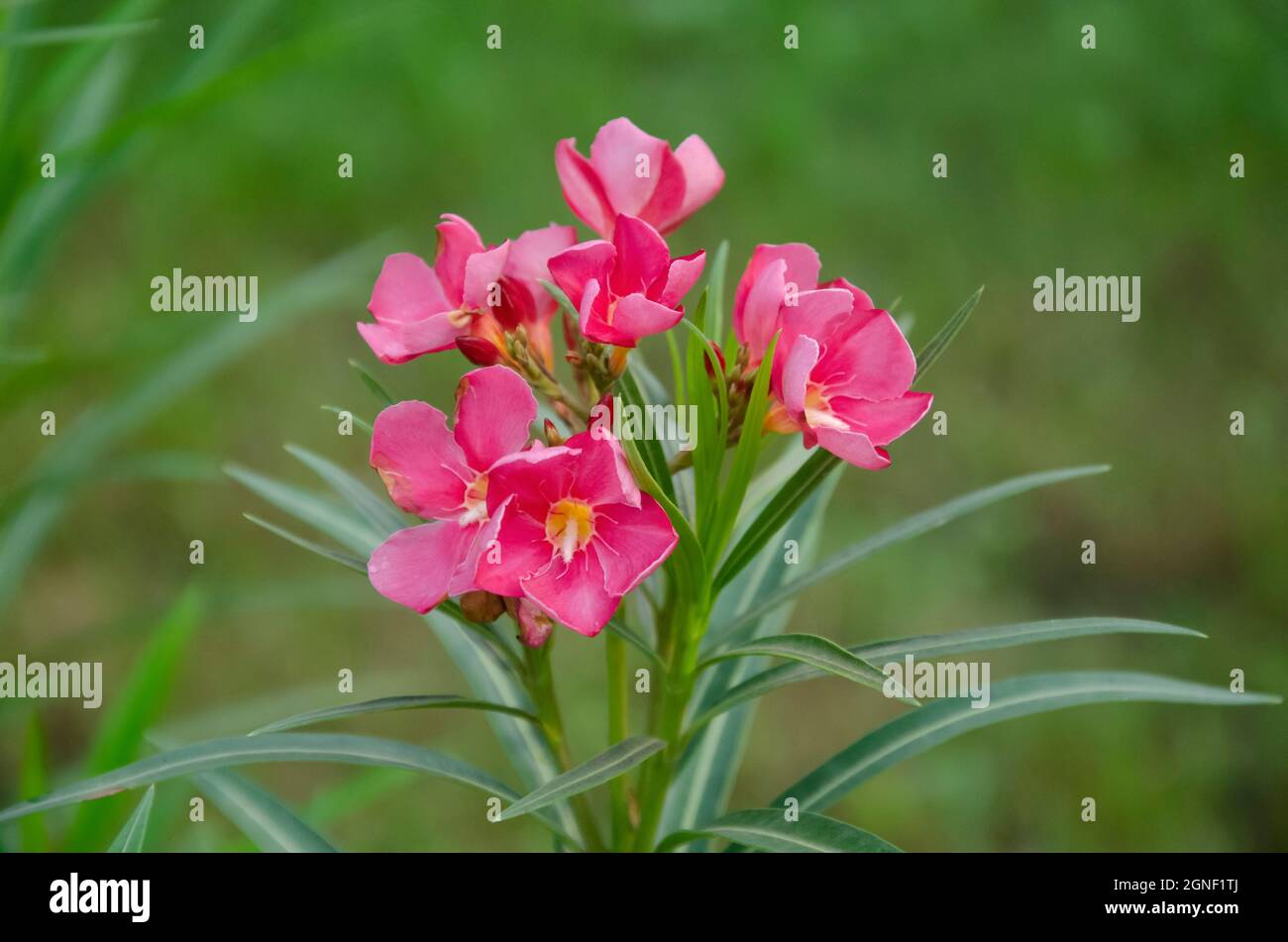 Pink Oleander flowers with green leaves in the garden with blur ...