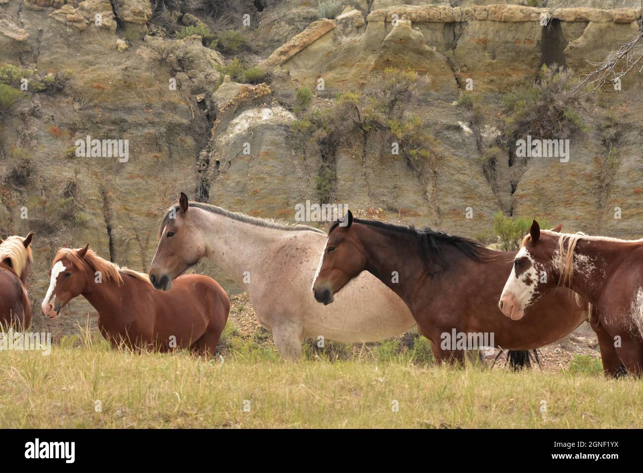 Stunning view of a line up of wild Spanish Mustangs in the Dakotas ...