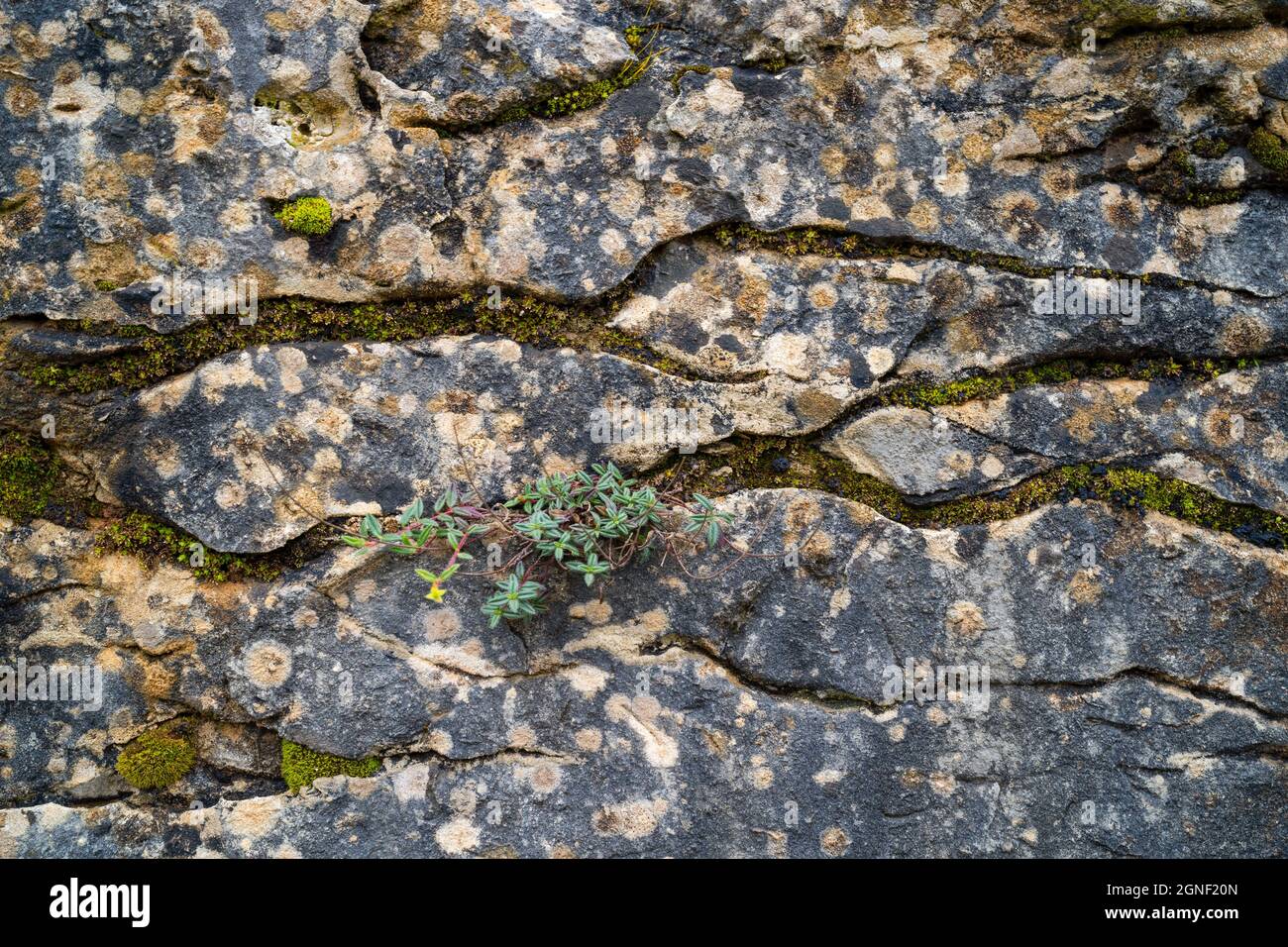 ancient, architecture, background, beautiful, beauty, building, castle ...