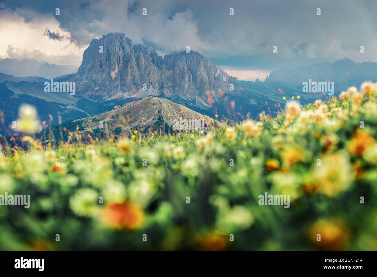 Dramatic summer view of Sassolungo (Langkofel) and Sella group ...