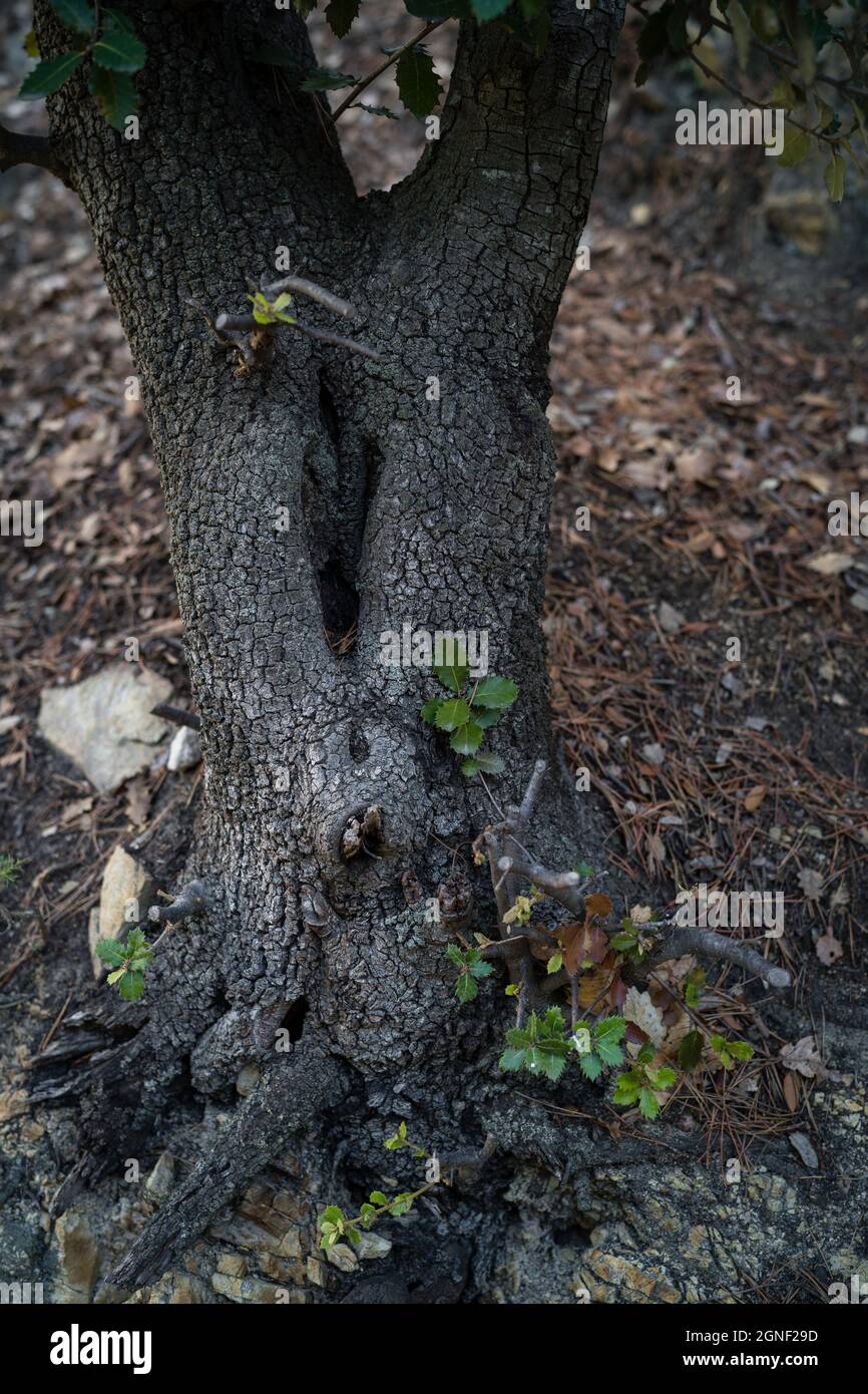 v-shaped tree with large cavity in the middle with background of brown ...