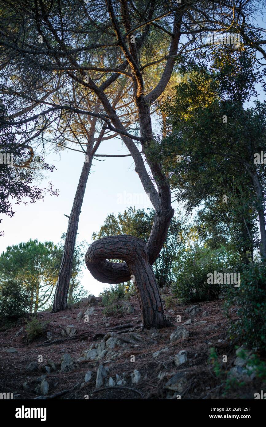 spiral-shaped pine tree in the shade pine forest of Montbui castle ...