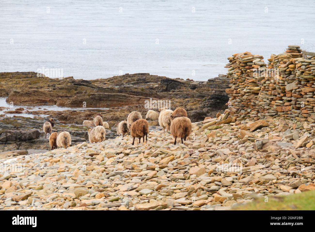Orkney sheep seaweed hi-res stock photography and images - Alamy