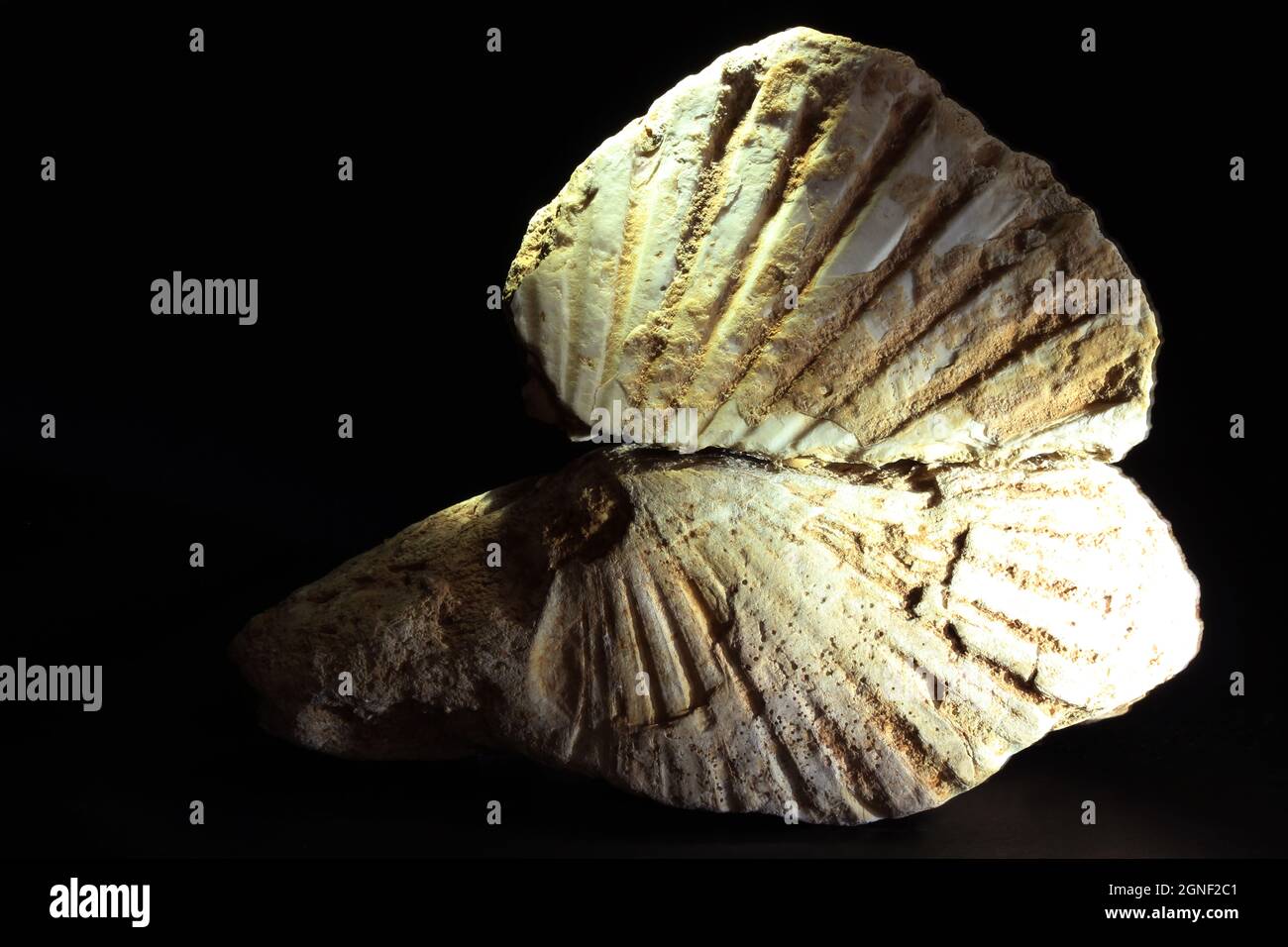 Scallop shell fossil hi-res stock photography and images - Alamy
