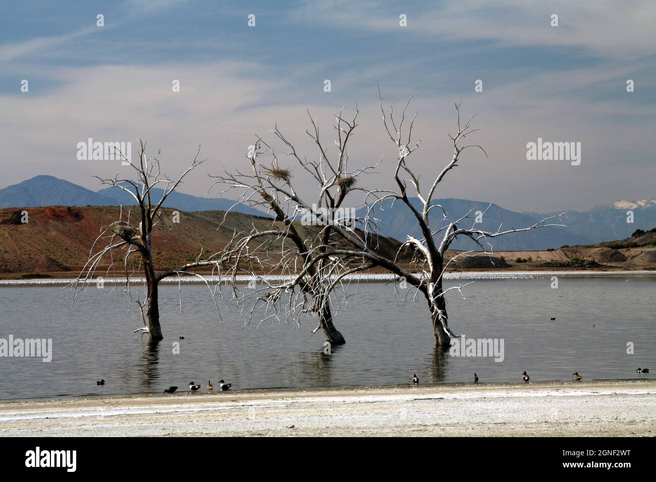 The rise and fall of the Salton Sea - a unique ecosystem in southern ...