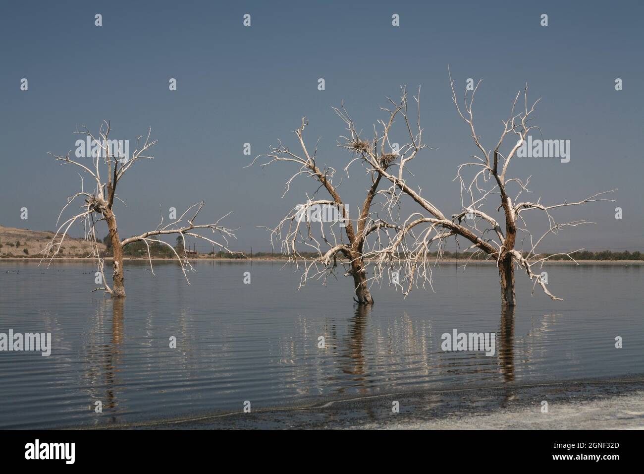 The rise and fall of the Salton Sea - a unique ecosystem in southern ...