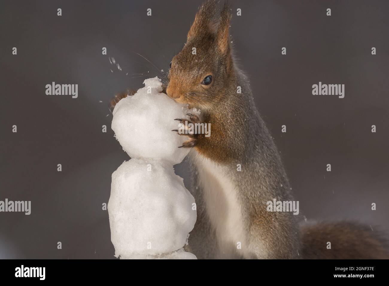 Red squirrel is eating an leaf hi-res stock photography and images - Alamy