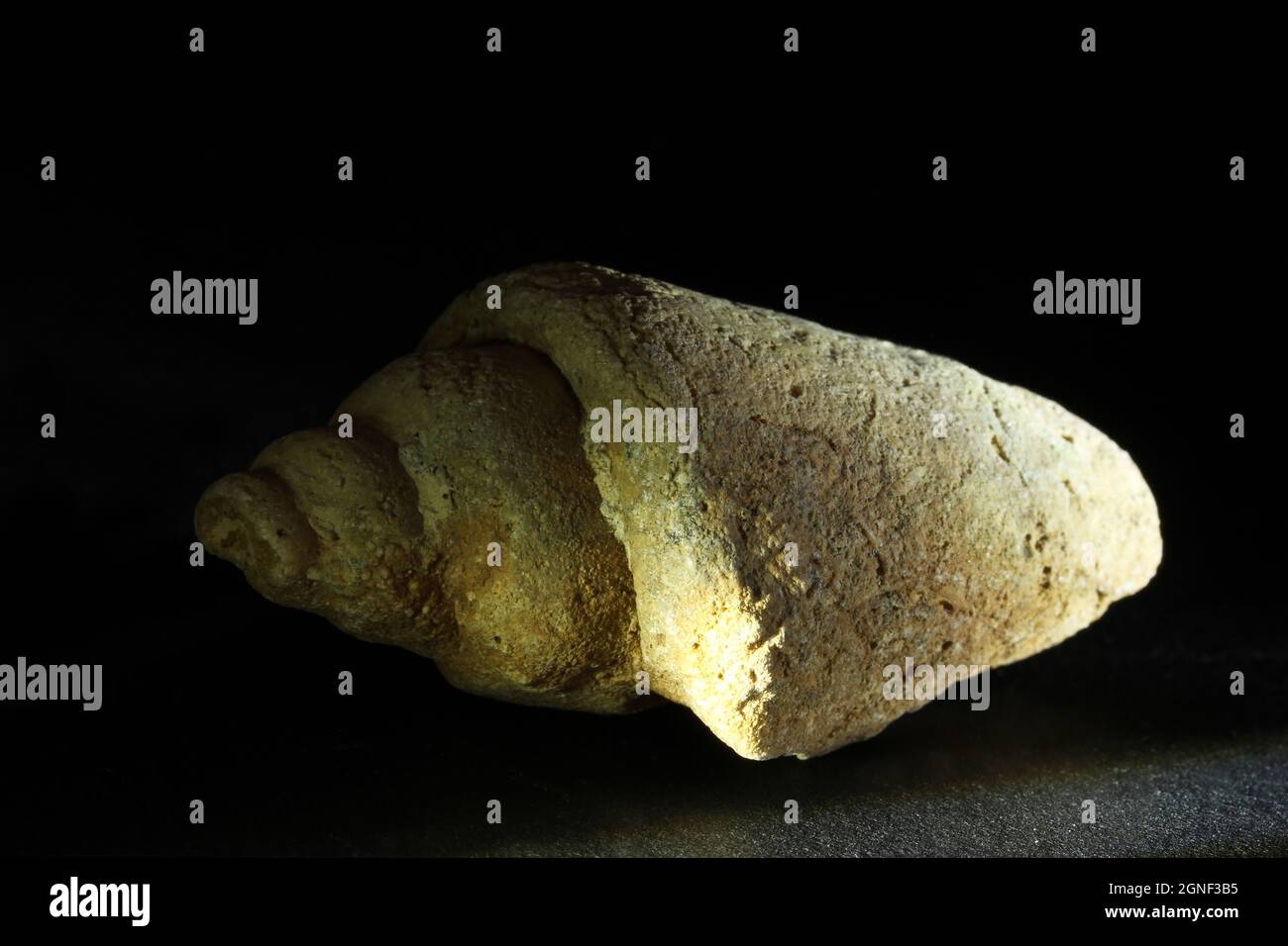 snail fossil on black background Stock Photo - Alamy