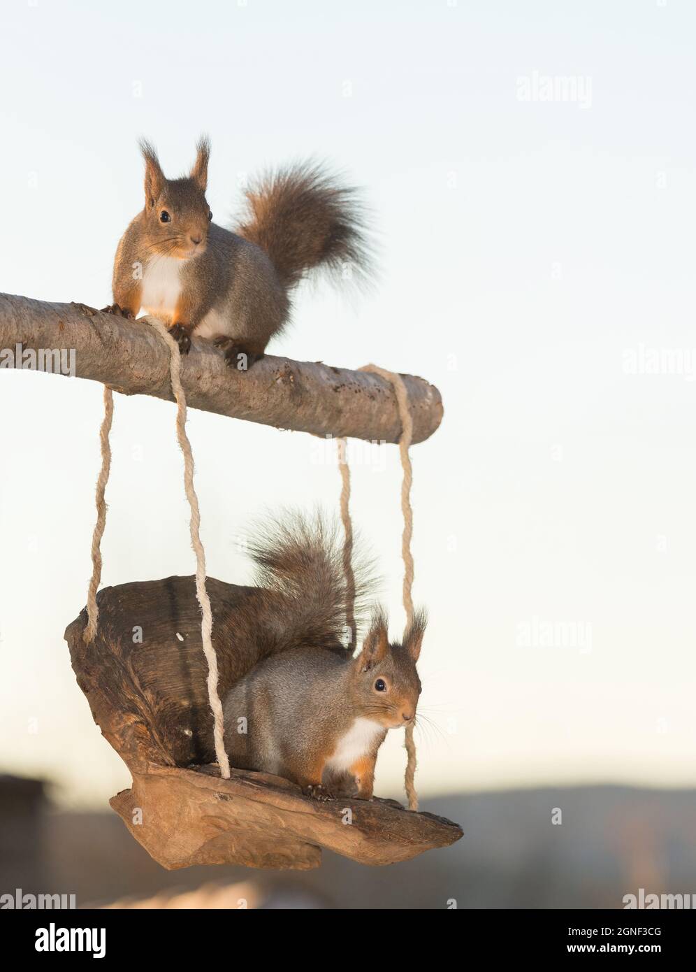 Hammock chair hi-res stock photography and images - Alamy