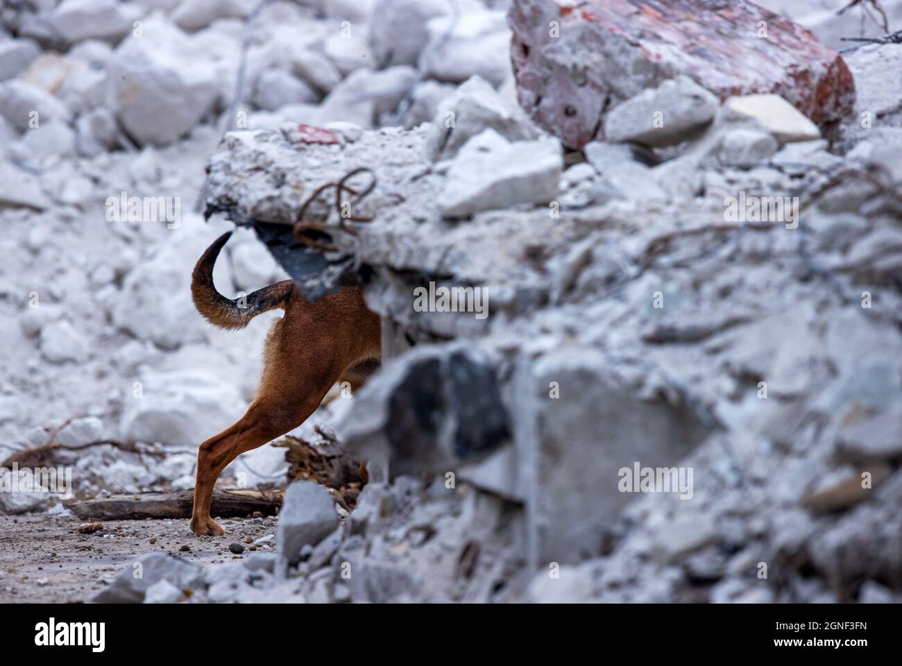 Schwerin, Germany. 25th Sep, 2021. Search dog Aleesha sniffs for buried ...
