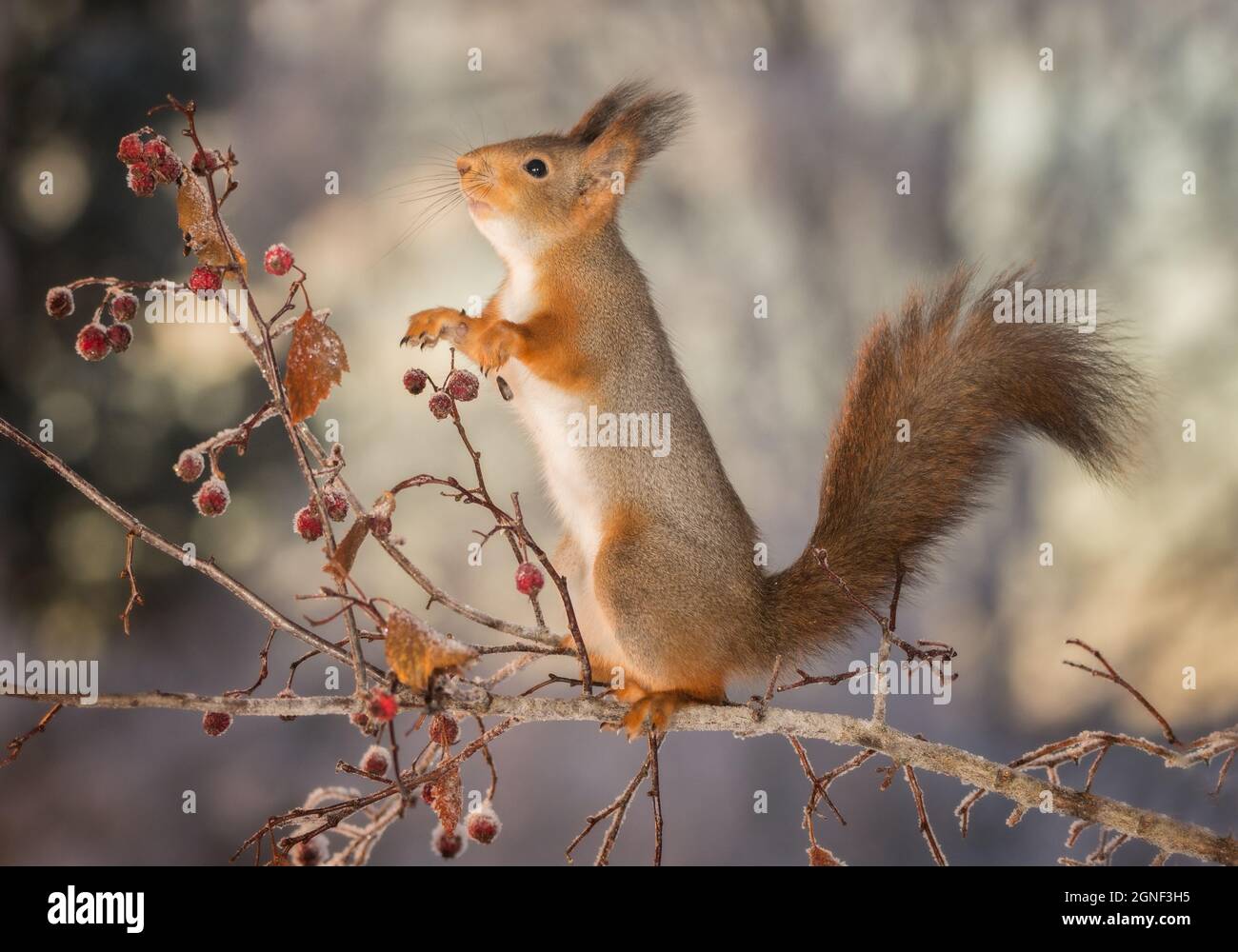 Stand up squirrel hi-res stock photography and images - Alamy