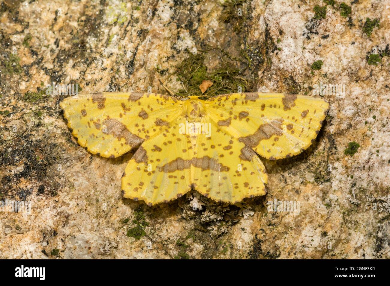 Crocus Geometer (Xanthotype sospeta Stock Photo - Alamy