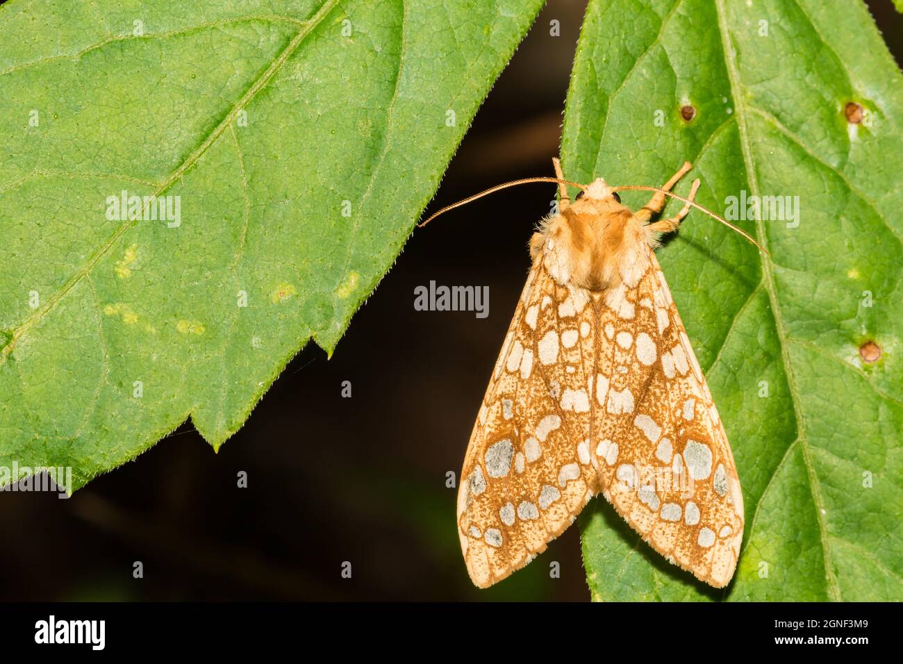 Hickory Tussock Moth (Lophocampa caryae Stock Photo - Alamy