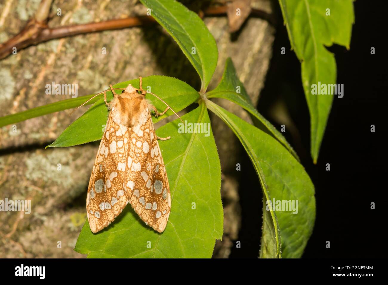 Hickory Tussock Moth (Lophocampa caryae Stock Photo - Alamy