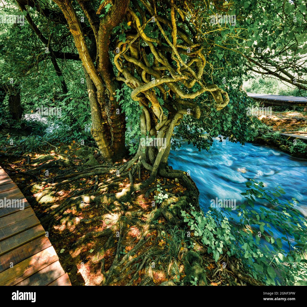 Wierd tree in the deep green forest. Captivating summer scene of Krka ...