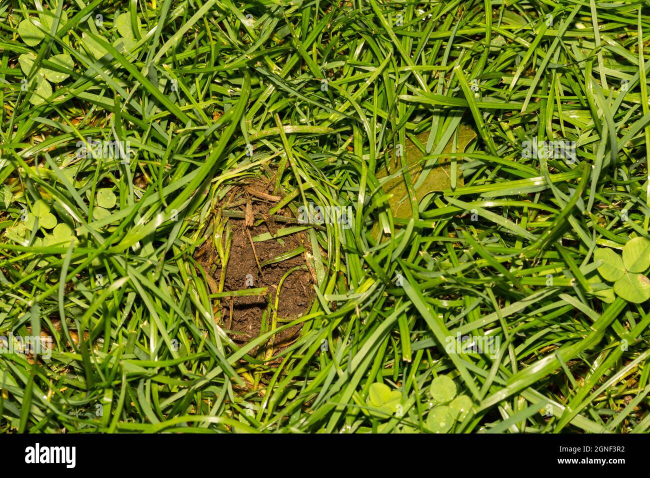 Typical hole with swirled grass left behind from a Striped Skunk ...