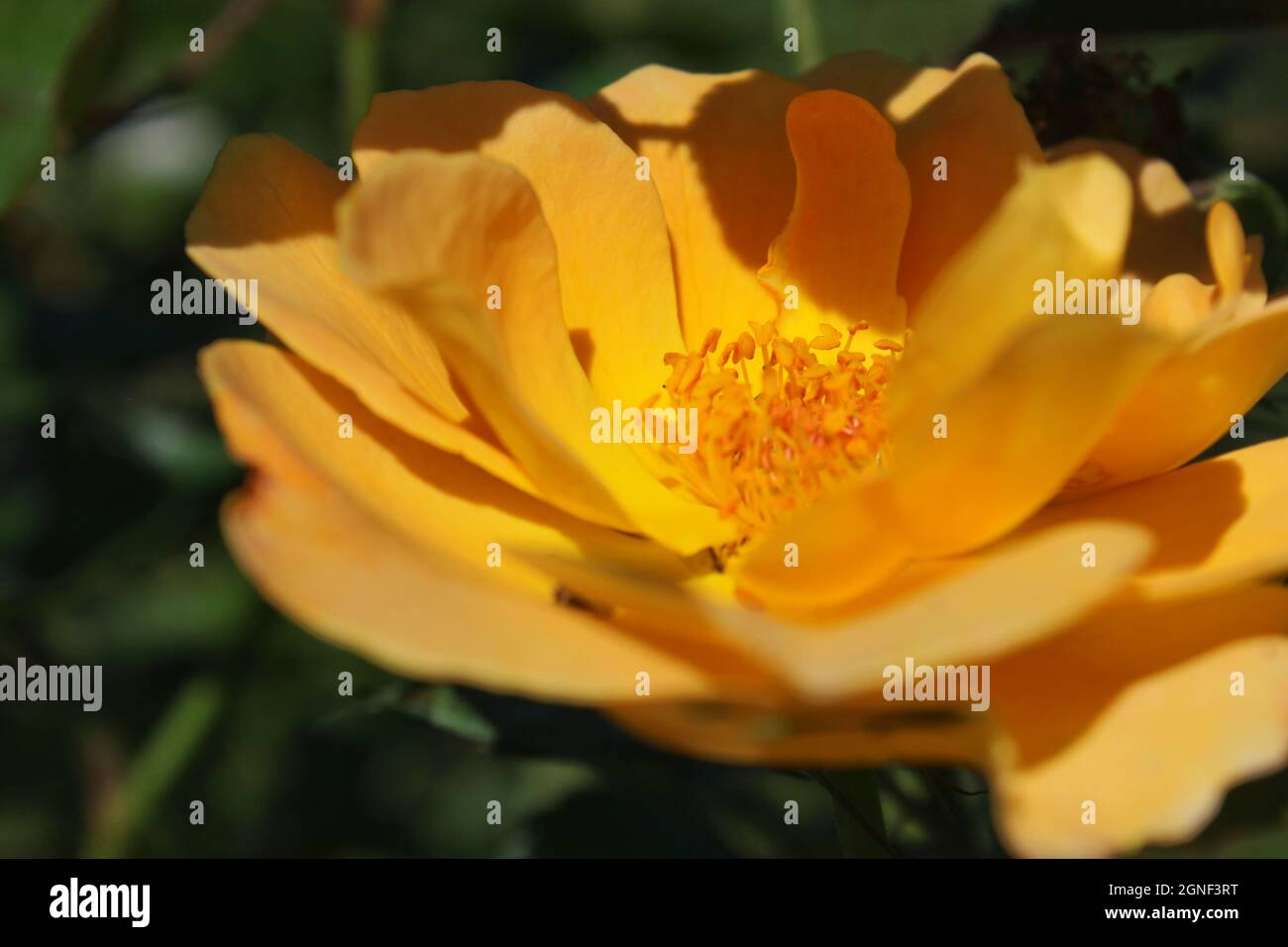 Bright yellow rose flower growing in the sunny summer meadow Stock ...