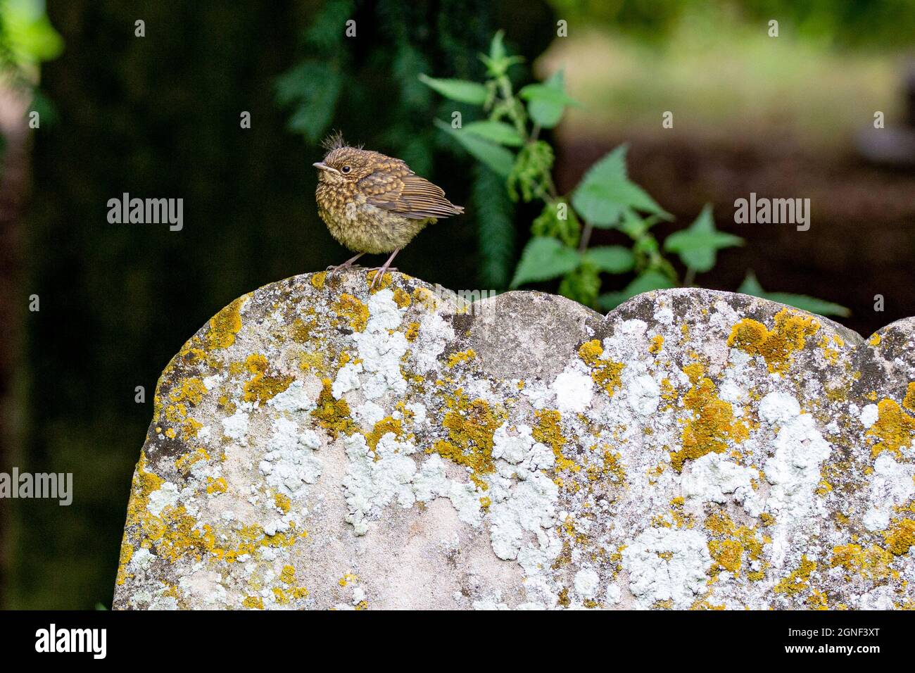 Fledgling Robin in Eaton Socon churchyard - St Mary's Church on the ...