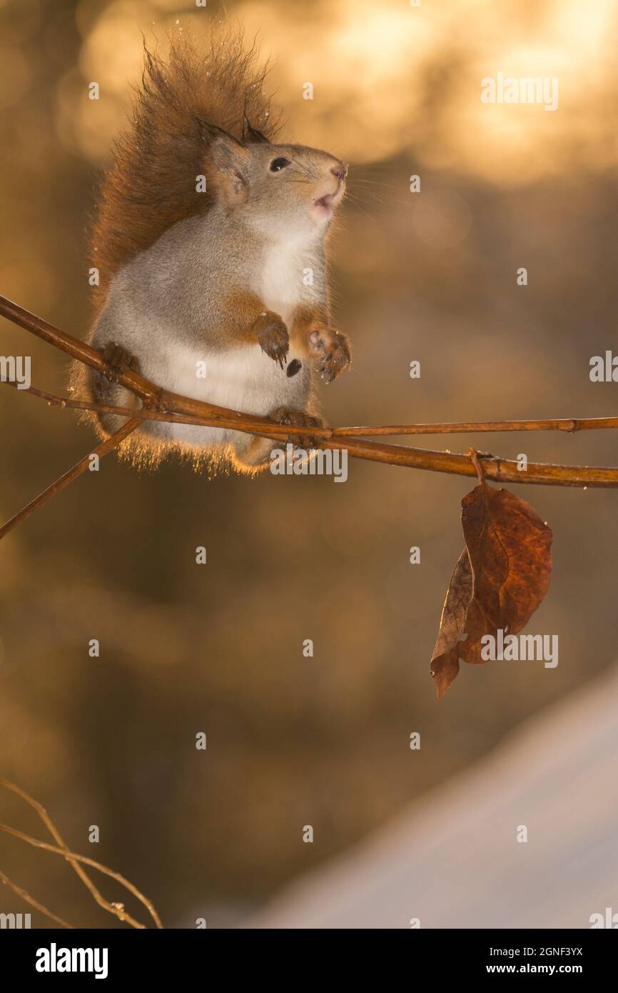 Stand up and shout hi-res stock photography and images - Alamy