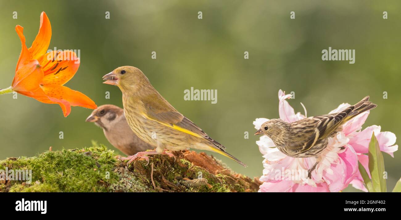 Birds eye flower hi-res stock photography and images - Alamy