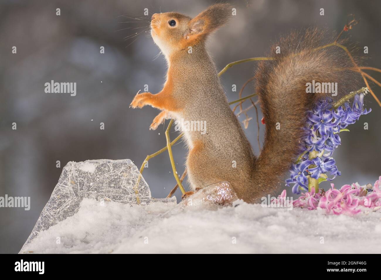 Red squirrel is standing on ice with a tree hi-res stock photography ...