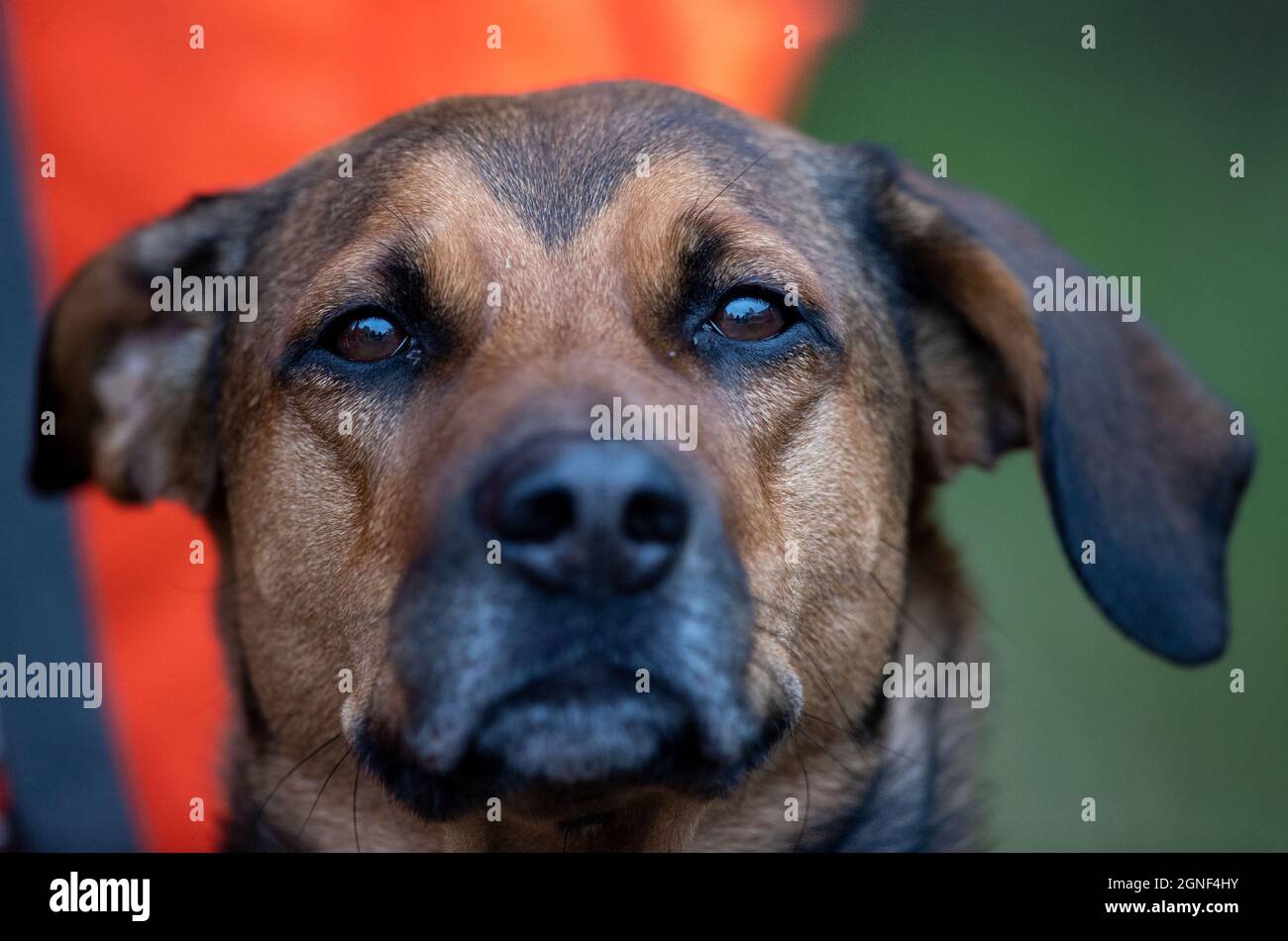 Schwerin, Germany. 25th Sep, 2021. Search dog Aleesha waits for ...