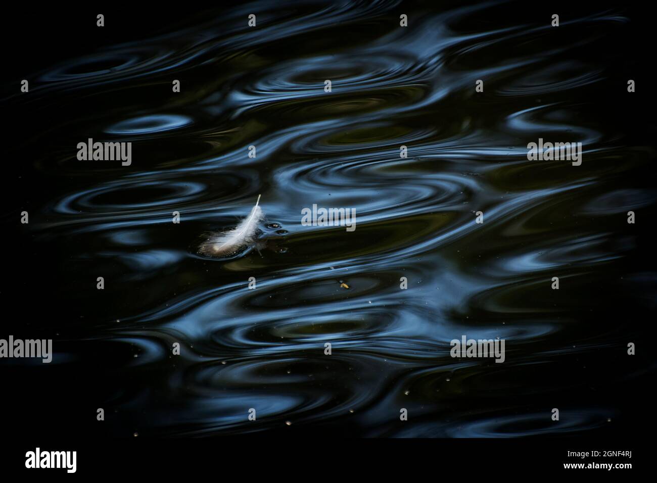 white feather in rippled water Stock Photo - Alamy