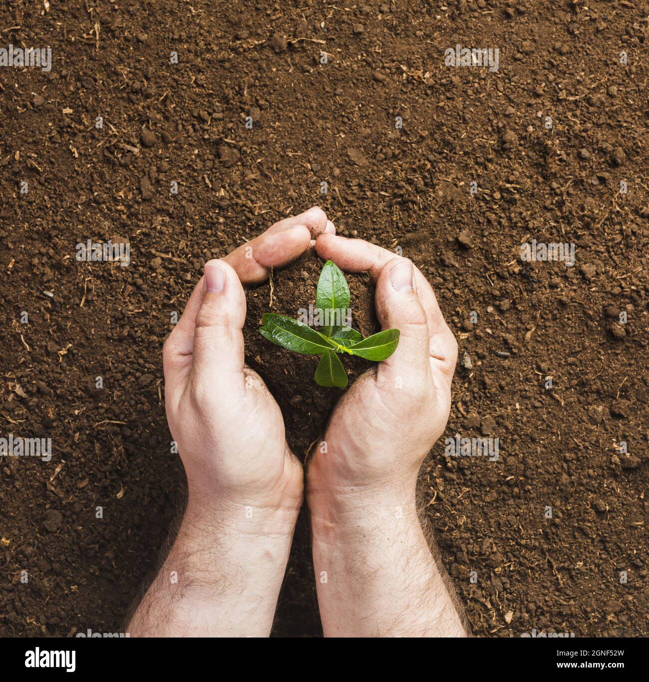 gardener planting ground. High quality and resolution beautiful photo ...