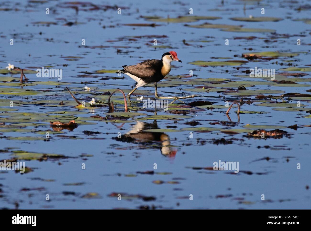 Comb crested Jacana in the Sunshine coast, Queensland, Australia Stock ...
