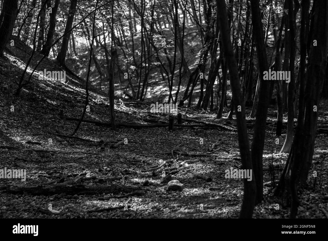 Black and white photo sun beams pour through trees in forest. Shooting ...