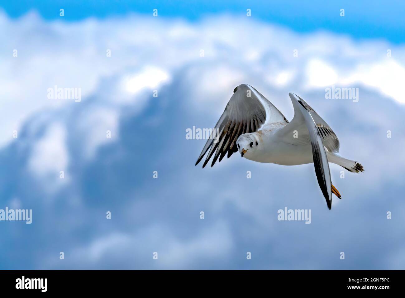 Beautiful white seagull flying high in the blue sky with white fluffy ...