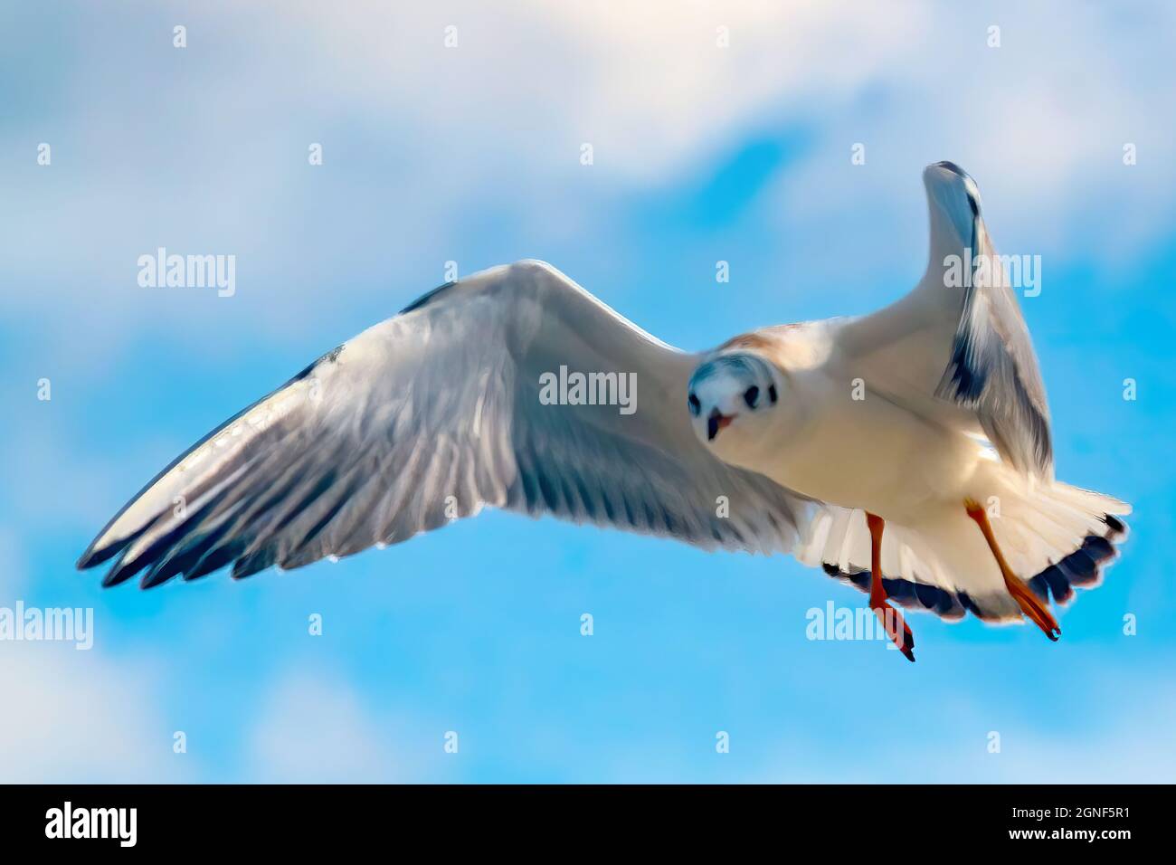 Beautiful white seagull flying high under the blue sky with white ...