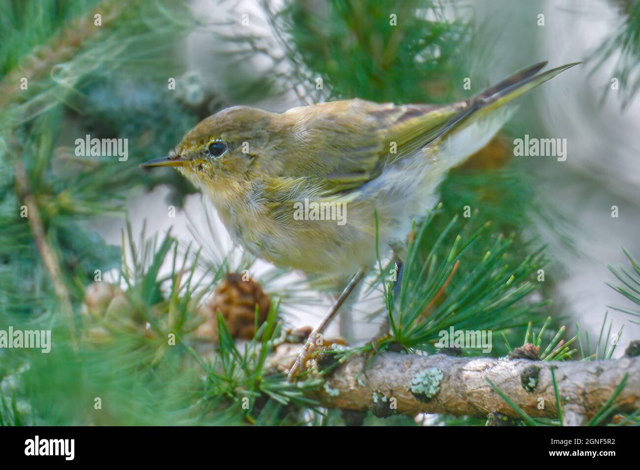 Close-up shot of a beautiful Willow warbler bird with yellow plumage ...