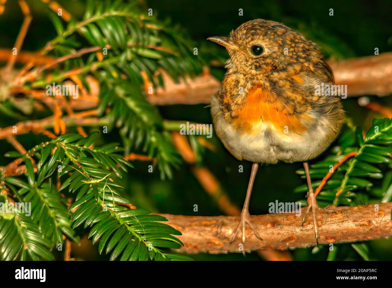 Close-up shot of the beautiful cute Robin bird chick perching on a tree ...