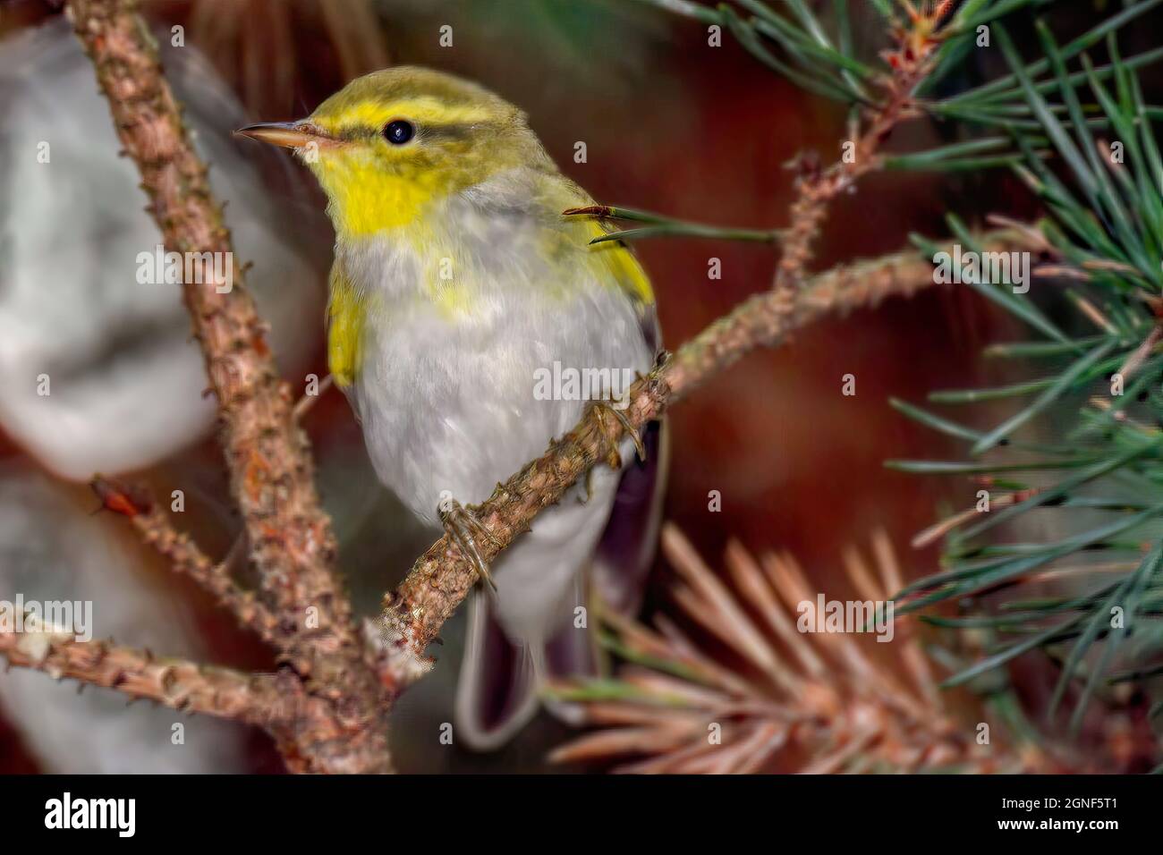 The beautiful cute Willow warbler with a yellow plumage perching on a pine tree branch Stock ...