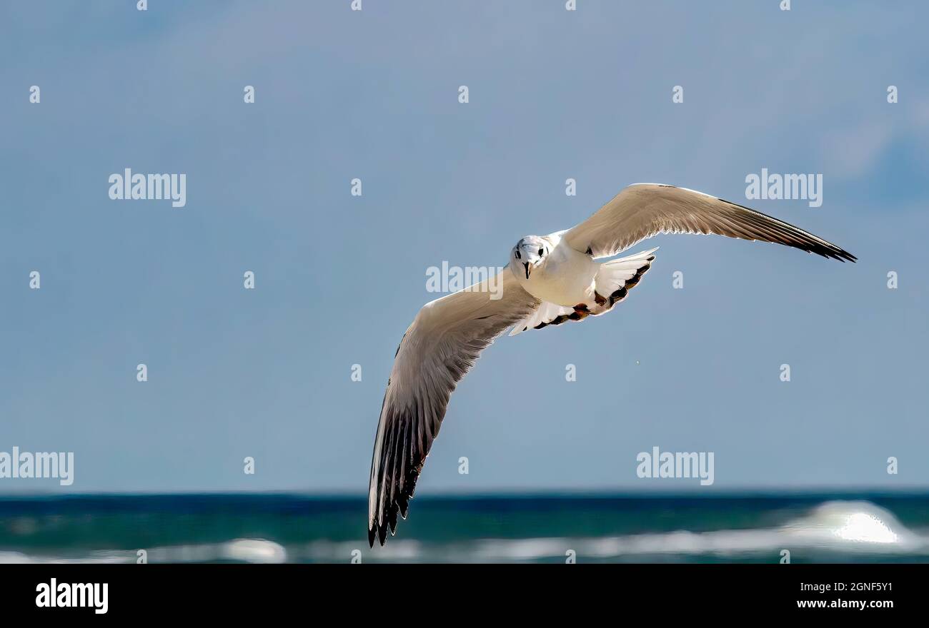 Beautiful seagull flying high in the sky over the ocean on a sunny day ...