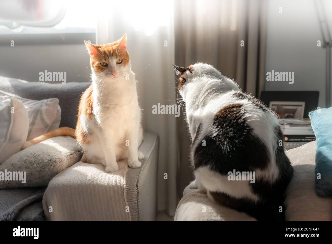 two domestic white cats play together on a gray sofa under the light of ...