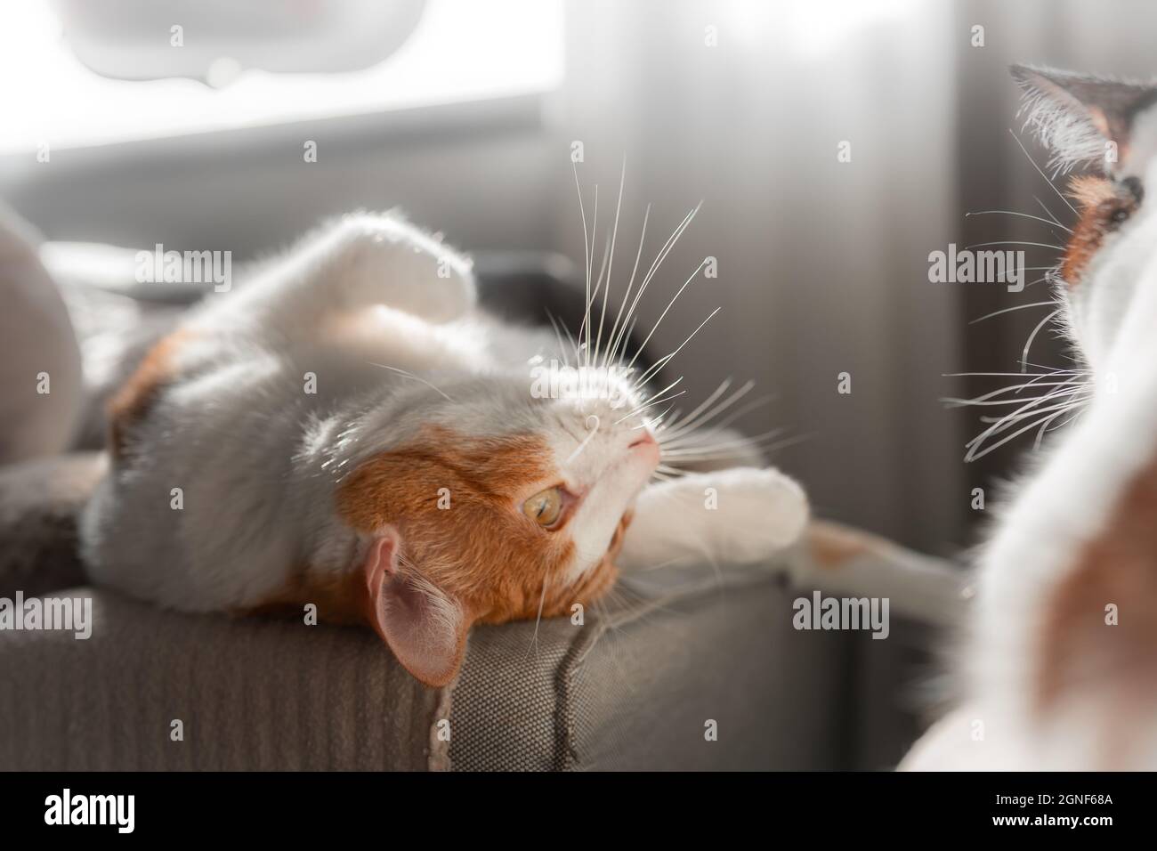 Close up black cat back hi-res stock photography and images - Alamy
