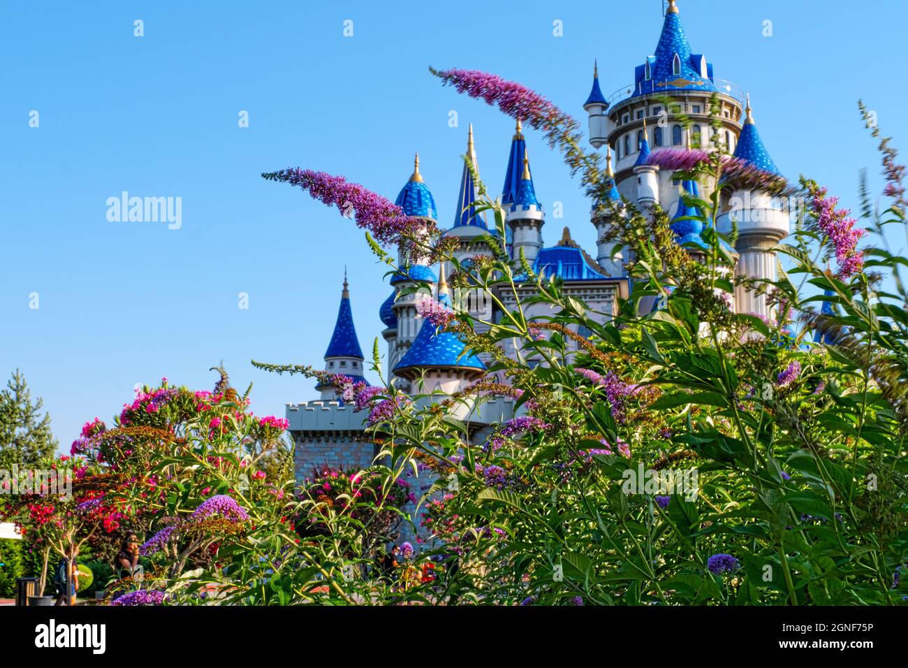 Lavender towers hi-res stock photography and images - Alamy