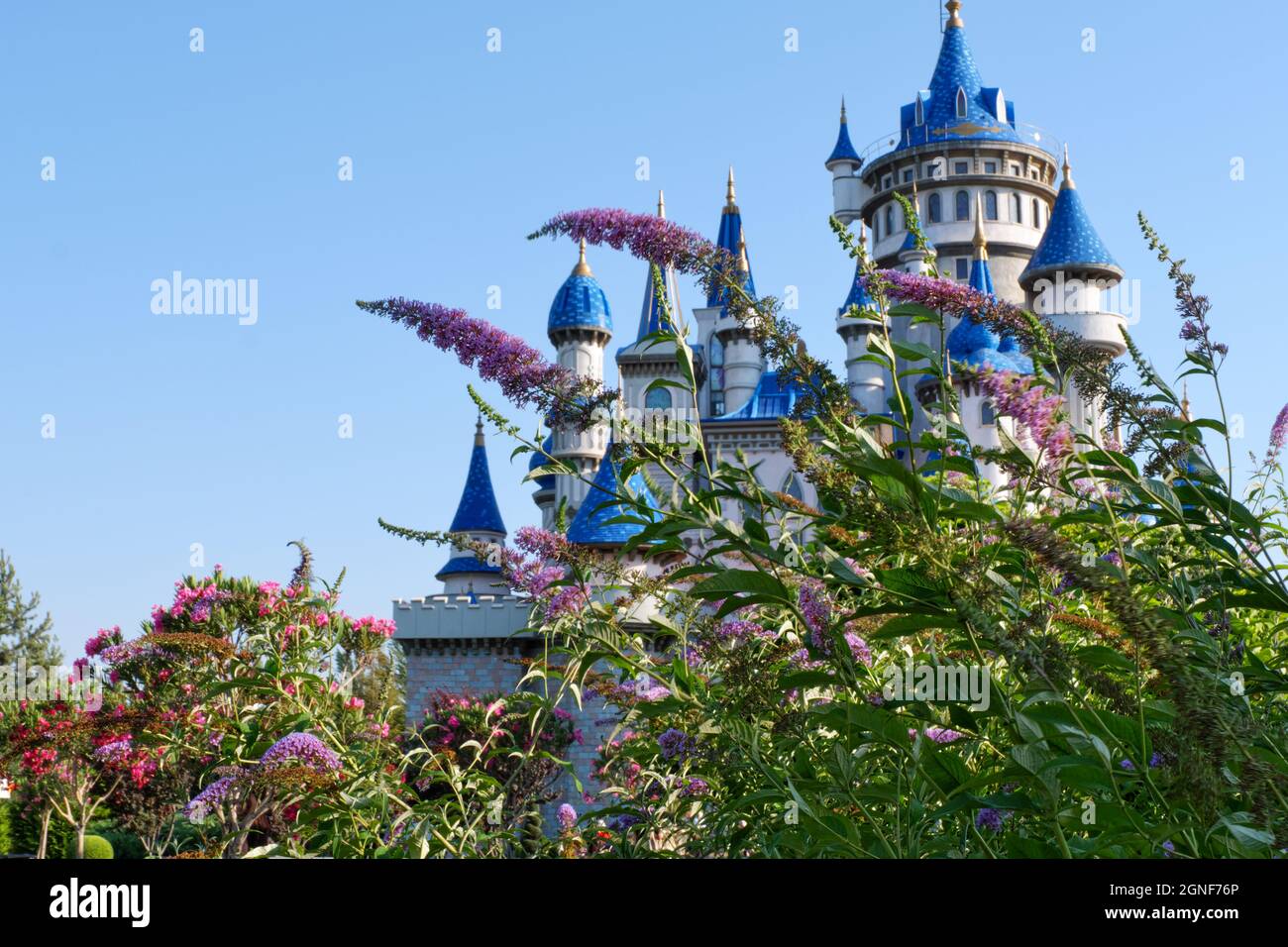 Vintage Nostalgic Blue Castle and Towers Behind Purple Flowers Stock ...