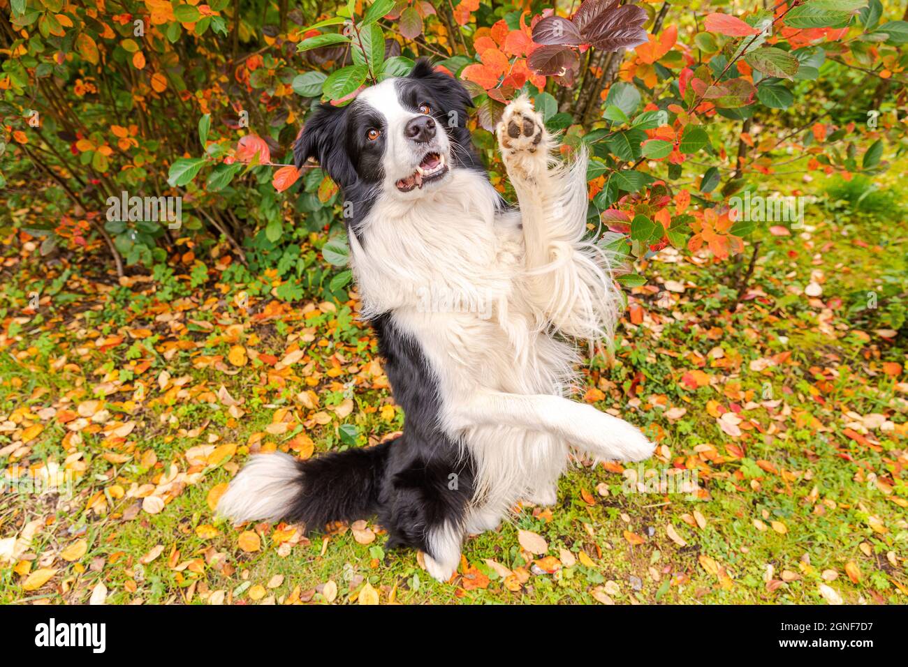 Funny smiling puppy dog border collie playing jumping on fall colorful ...