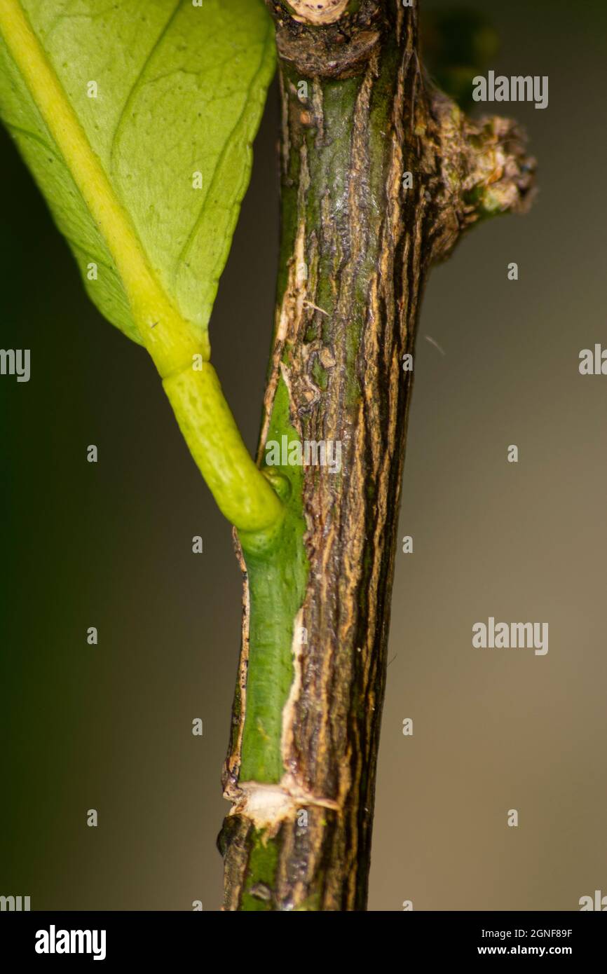 Successfully propagation citrus hi-res stock photography and images - Alamy