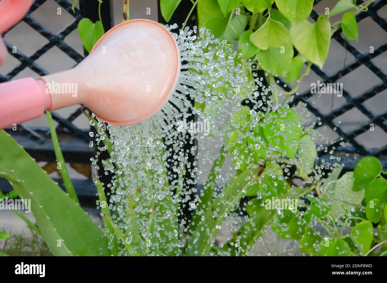 Fabric flower watering can hi-res stock photography and images - Alamy